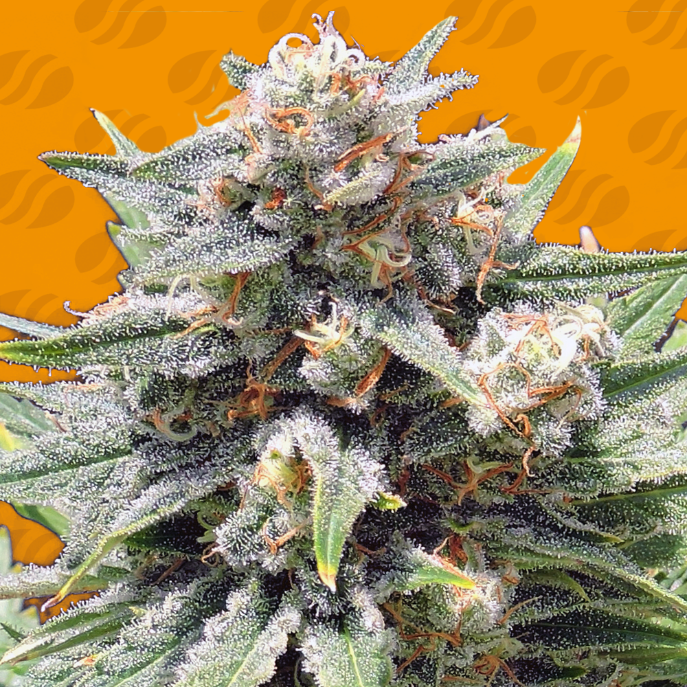 Cheese XXL offer Weed Strain | Original Sensible Seeds